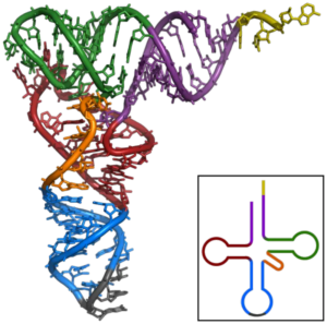 tRNA - Structure, Definition, Functions, Types - Biology Notes Online