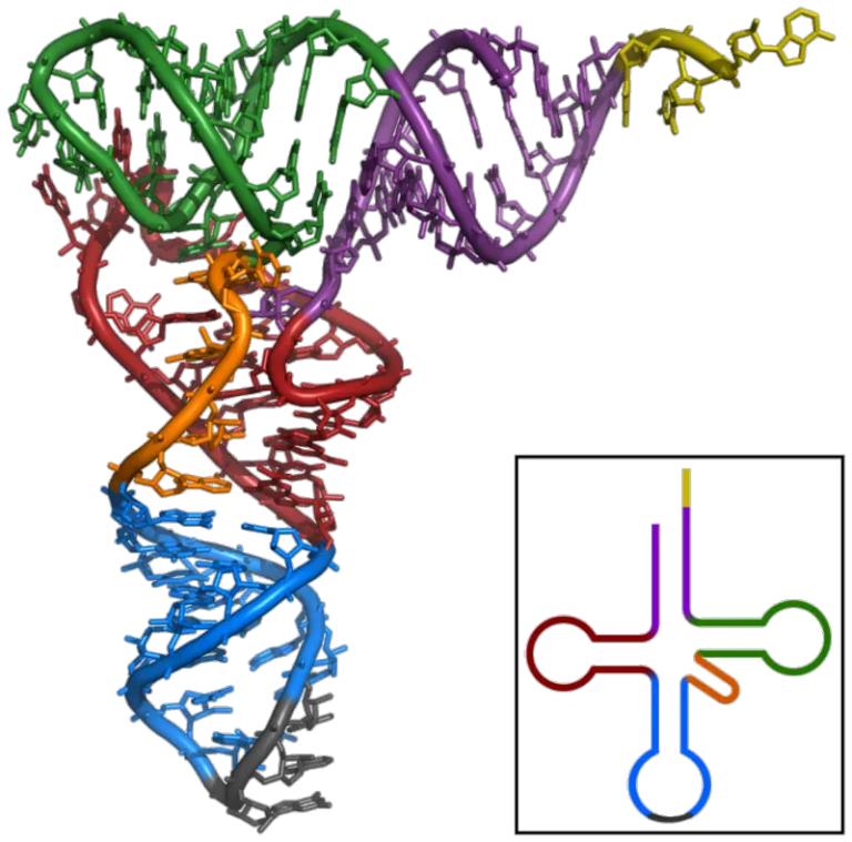 tRNA - Structure, Definition, Functions, Types - Biology Notes Online