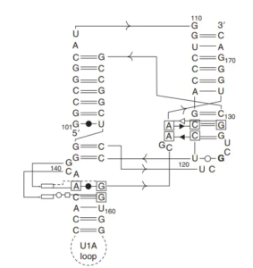 Ribozymes (RNA enzymes) - Definition, Structure, Function, Types ...