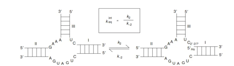 Ribozymes (RNA enzymes) - Definition, Structure, Function, Types ...