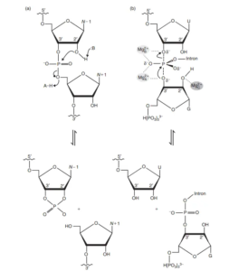 Ribozymes (RNA enzymes) - Definition, Structure, Function, Types ...