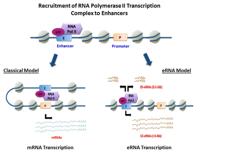 Enhancer RNAs - Definition, Biogenesis, Functions - Biology Notes Online