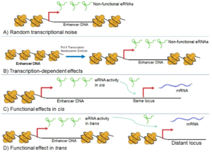Enhancer RNAs - Definition, Biogenesis, Functions - Biology Notes Online