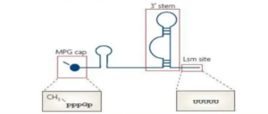 Small nuclear RNA (snRNA) - Structure, Types, Definition - Biology ...