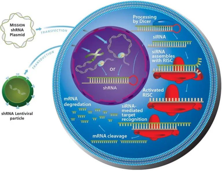 shRNA (Short-hairpin RNA) Structure, Definition, Mechanism - Biology ...