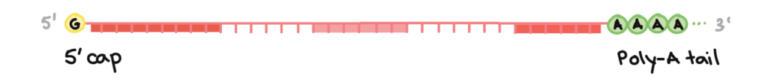 5' Capping and Polyadenylation - Definition, Mechanism - Biology Notes ...