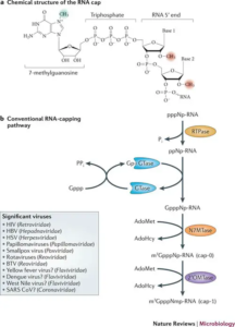 5' Capping and Polyadenylation - Definition, Mechanism - Biology Notes ...
