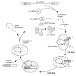 Spliceosome - Definition, Types, Structure, Mechanism - Biology Notes ...