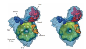 Spliceosome - Definition, Types, Structure, Mechanism - Biology Notes ...