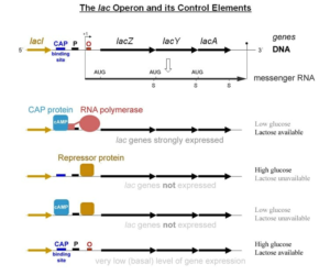 Operon - Structure, Definition, Types, Functions - Biology Notes Online