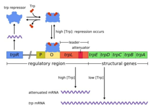 Operon - Structure, Definition, Types, Functions - Biology Notes Online