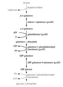 Galactose (Gal) Operon - Structure, Regulation - Biology Notes Online