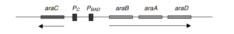 How L-arabinose operon different from other operons? - Biology Notes Online