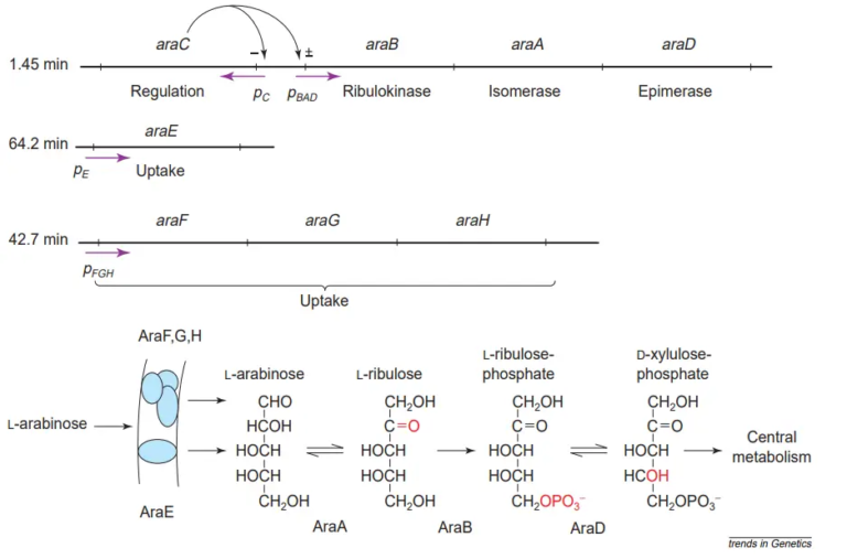 How L-arabinose operon different from other operons? - Biology Notes Online