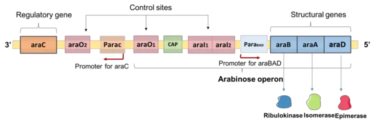Arabinose Operon - Definition, Structure, Mechanism - Biology Notes Online