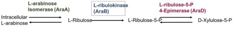Arabinose Operon - Definition, Structure, Mechanism - Biology Notes Online