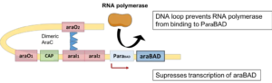 Arabinose Operon - Definition, Structure, Mechanism - Biology Notes Online