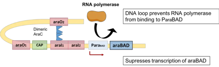 Arabinose Operon - Definition, Structure, Mechanism - Biology Notes Online