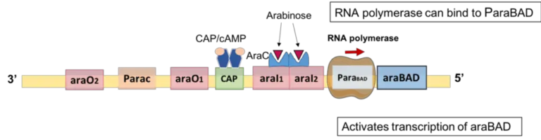 Arabinose Operon - Definition, Structure, Mechanism - Biology Notes Online