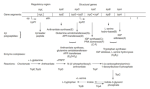 Tryptophan (Trp) Operon - Repressible operon - Biology Notes Online