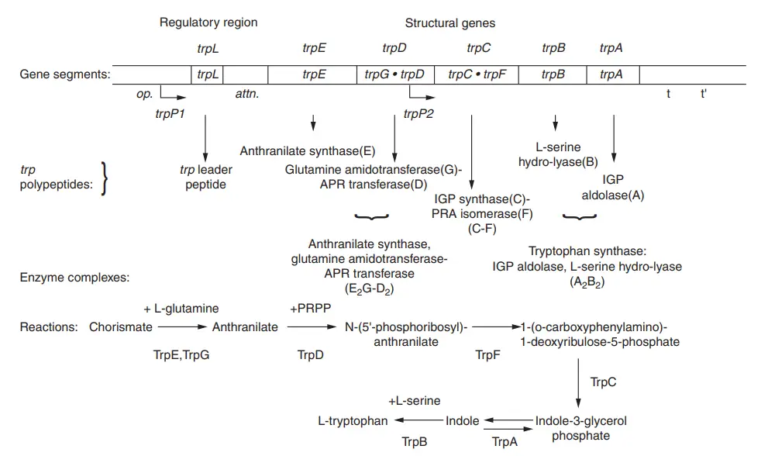 Tryptophan (Trp) Operon - Repressible operon - Biology Notes Online