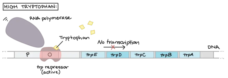 Tryptophan (Trp) Operon - Repressible operon - Biology Notes Online