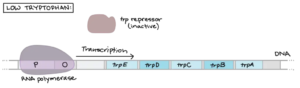 Tryptophan (Trp) Operon - Repressible operon - Biology Notes Online