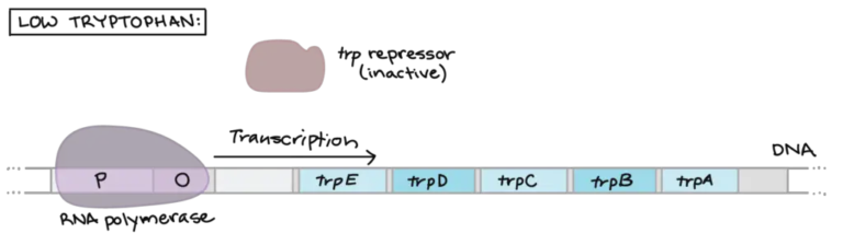 Tryptophan (Trp) Operon - Repressible operon - Biology Notes Online