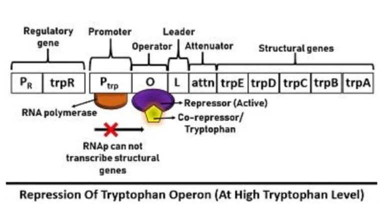 Tryptophan (Trp) Operon - Repressible operon - Biology Notes Online
