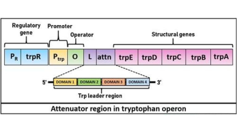 Tryptophan (Trp) Operon - Repressible operon - Biology Notes Online