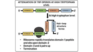 Tryptophan (Trp) Operon - Repressible operon - Biology Notes Online