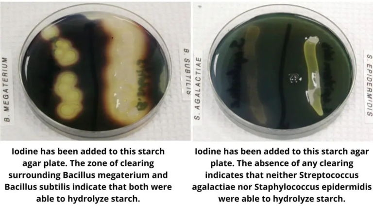 Starch Hydrolysis Test - Principle, Procedure, Results, Uses - Biology ...