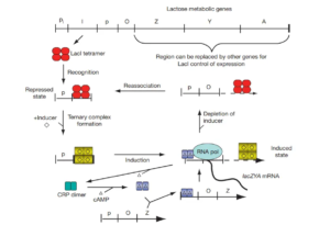 Lac Operon (lactose Operon) - Definition, Structure, Mechanisms ...