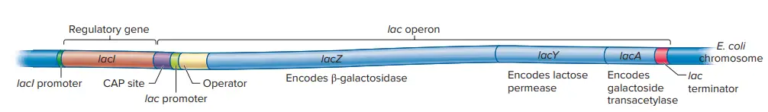 Lac Operon (lactose operon) - Definition, Structure, Mechanisms ...