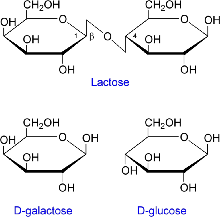 Lac Operon (lactose operon) - Definition, Structure, Mechanisms ...