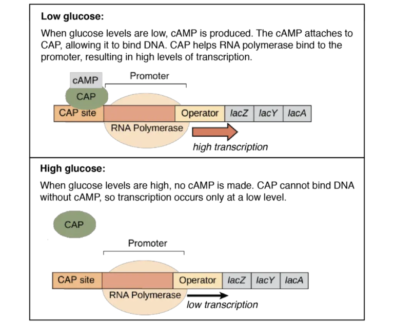 Lac Operon (lactose Operon) - Definition, Structure, Mechanisms ...