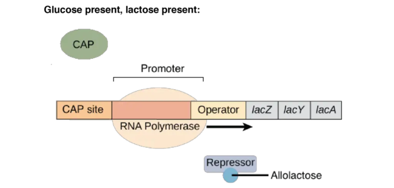 Lac Operon (lactose operon) - Definition, Structure, Mechanisms ...