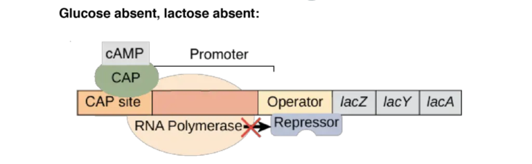 Lac Operon (lactose Operon) - Definition, Structure, Mechanisms ...