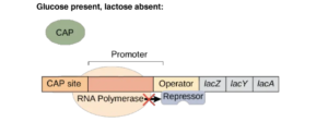 Lac Operon (lactose Operon) - Definition, Structure, Mechanisms ...
