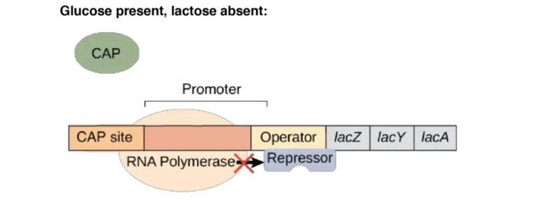 Lac Operon (lactose Operon) - Definition, Structure, Mechanisms ...