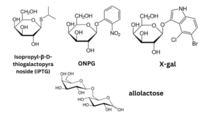Lac Operon (lactose Operon) - Definition, Structure, Mechanisms ...