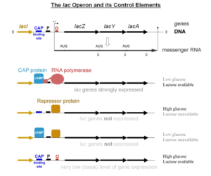 Lac Operon (lactose Operon) - Definition, Structure, Mechanisms ...