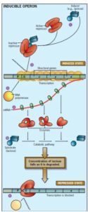Lac Operon (lactose Operon) - Definition, Structure, Mechanisms ...