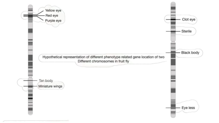 Gene Mapping - Definition, Types, Applications - Biology Notes Online