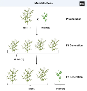 Monohybrid Cross - Definition, Steps, Examples, Practice - Biology ...