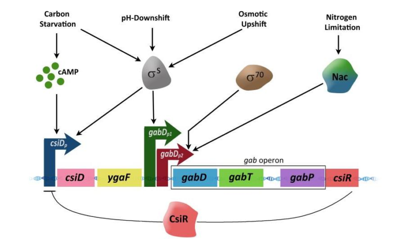 gab Operon - Definition, Structure, Regulation - Biology Notes Online
