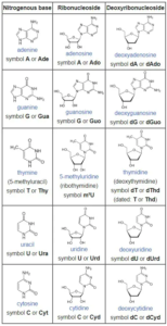 Nucleoside - Definition, Types, Structure, Functions - Biology Notes Online