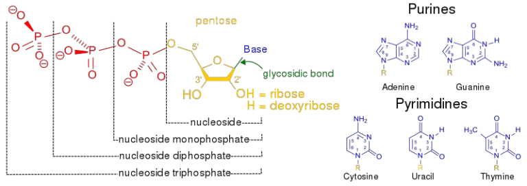 Nucleoside - Definition, Types, Structure, Functions - Biology Notes Online