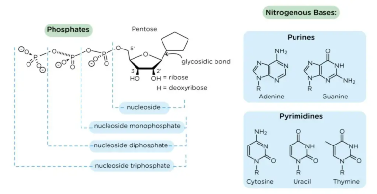 Nucleoside - Definition, Types, Structure, Functions - Biology Notes Online