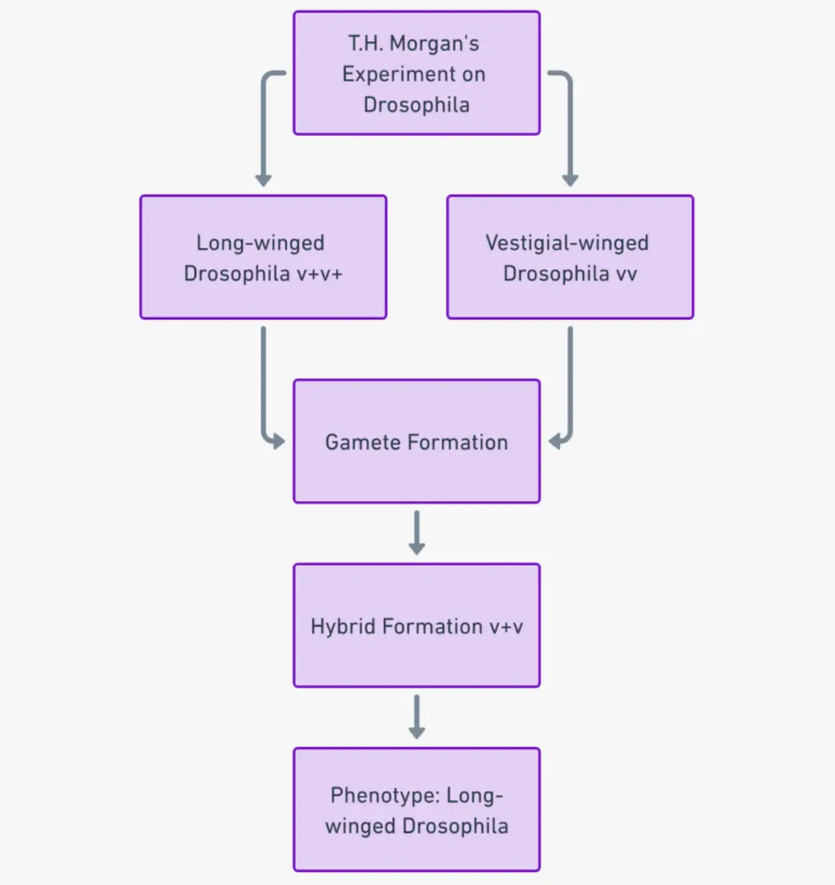 Mendel’s Law of Segregation - Definition, Principle, Examples ...